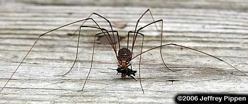 Harvestman (Order Opiliones)