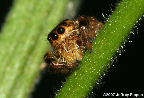 Golden Jumping Spider (Paraphidippus aurantius)