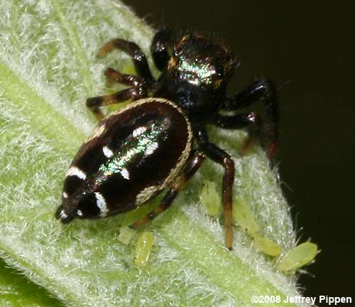 Golden Jumping Spider (Paraphidippus aurantius)