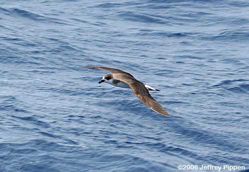 Black-capped Petrel (Pterodroma hasitata)