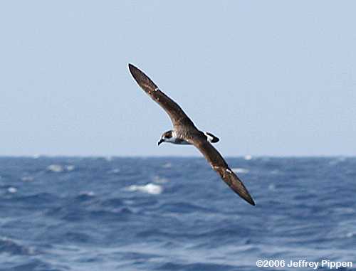Black-capped Petrel (Pterodroma hasitata)