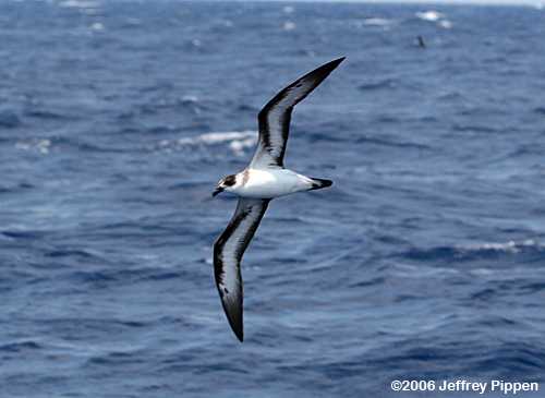 Black-capped Petrel (Pterodroma hasitata)