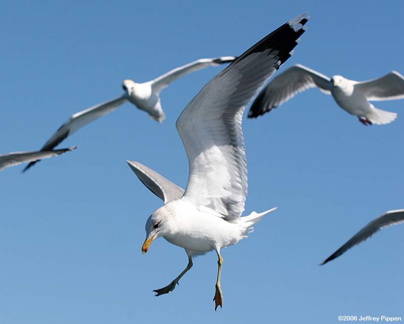 California Gull (Larus californicus)