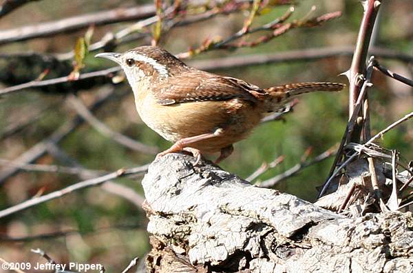 Carolina Wren (Thryothorus ludovicianus)