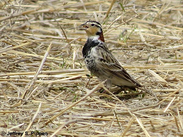 Chestnut-collared Longspur (Calcarius ornatus)