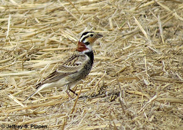 Chestnut-collared Longspur (Calcarius ornatus)