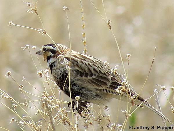 Chestnut-collared Longspur (Calcarius ornatus)