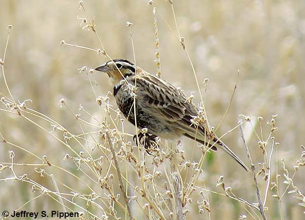Chestnut-collared Longspur (Calcarius ornatus)