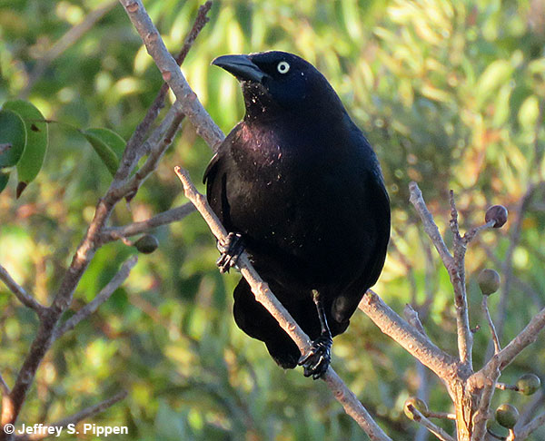 Common Grackle (Quiscalus quiscula)