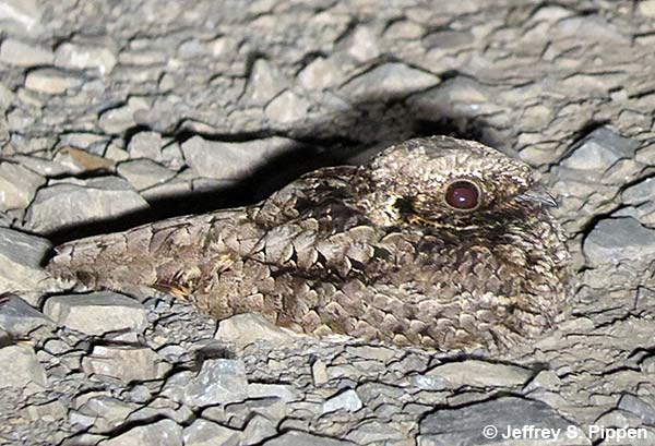Common Poorwill