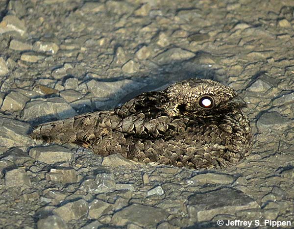 Common Poorwill (Phalaenoptilus nuttallii)