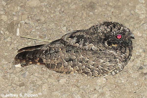 Common Poorwill (Phalaenoptilus nuttallii)