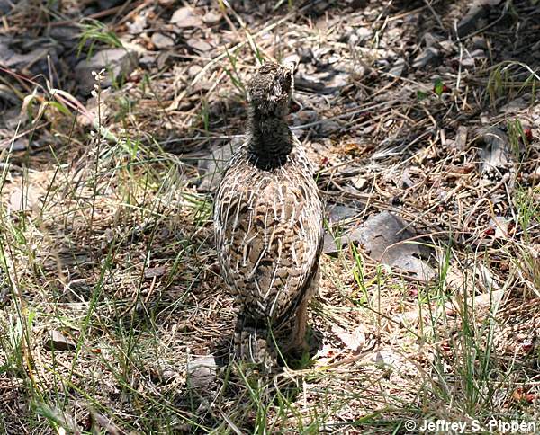 Dusky Grouse (Dendragapus obscurus)