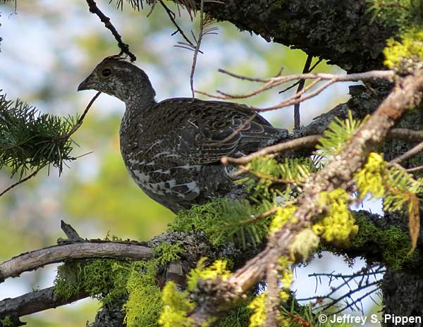 Dusky Grouse (Dendragapus obscurus)