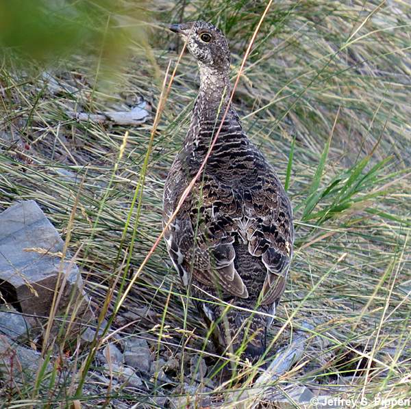 Dusky Grouse (Dendragapus obscurus)