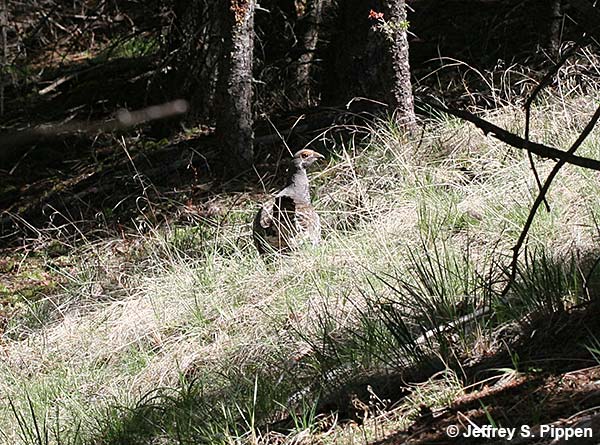 Dusky Grouse (Dendragapus obscurus)
