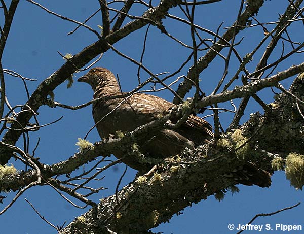 Dusky Grouse (Dendragapus obscurus)