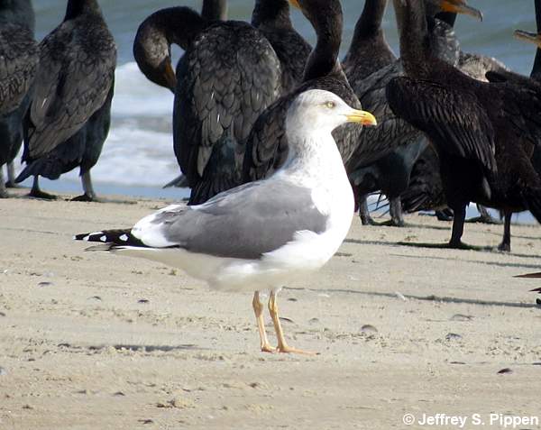 Hybrid Lesser Black-backed x Herring Gull