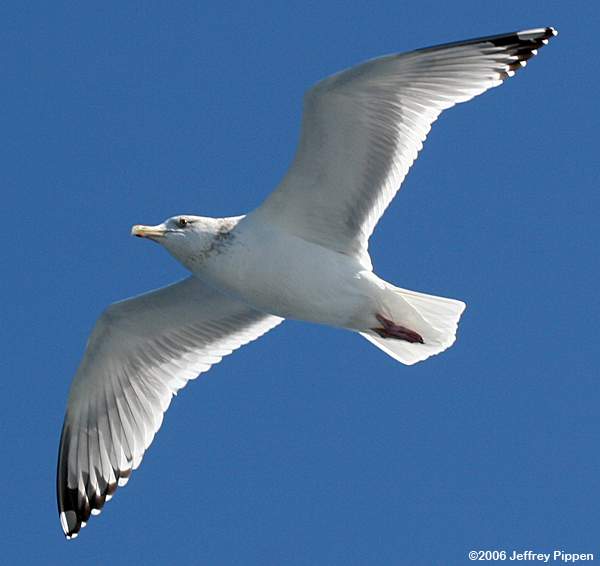 Herring Gull (Larus argentatus smithsonianus)