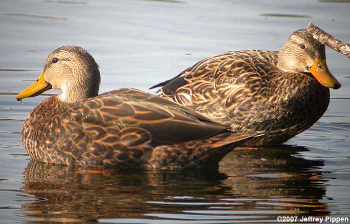 Mottled Duck (Anas fulvigula)