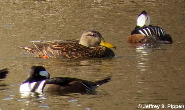 Mottled Duck (Anas fulvigula)