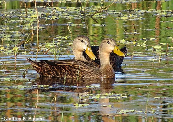 Mottled Duck (Anas fulvigula)
