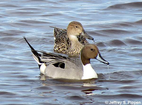 Northern Pintail (Anas acuta)