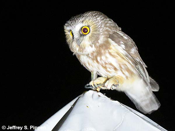Northern Saw-whet Owl (Aegolius acadicus)