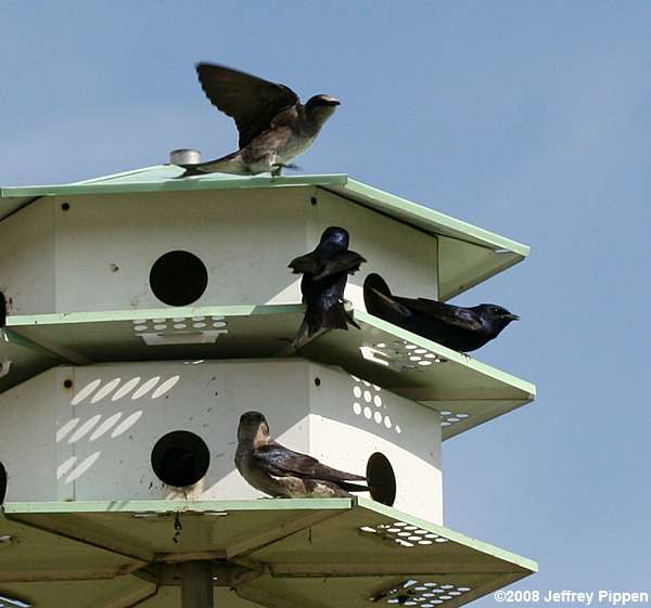Purple Martin (Progne subis)