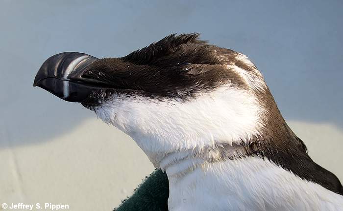 Razorbill (Alca torda)