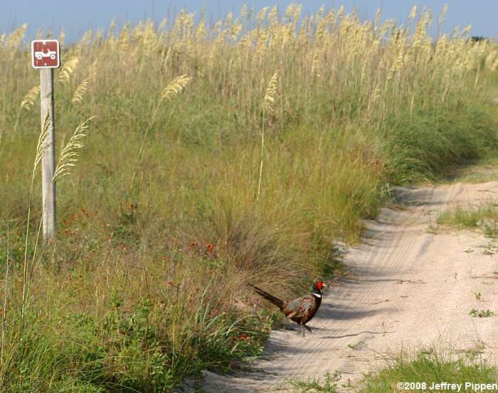 Ring-necked Pheasant (Phasianus colchicus)