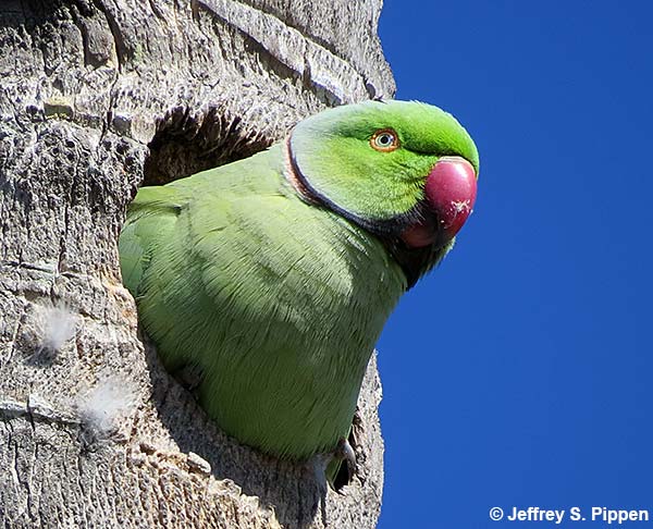 Rose-ringed Parakeet (Psittacula krameri)