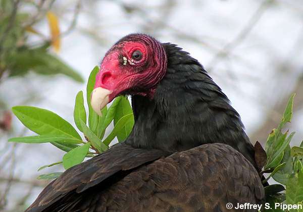 North American Vultures (Cathartidae)