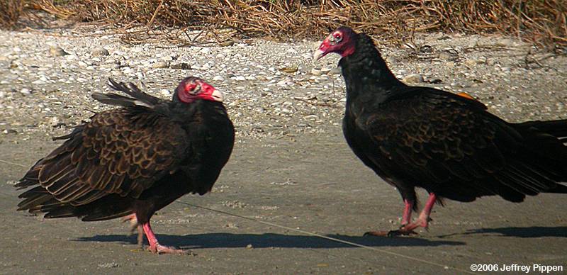 North American Vultures (Cathartidae)