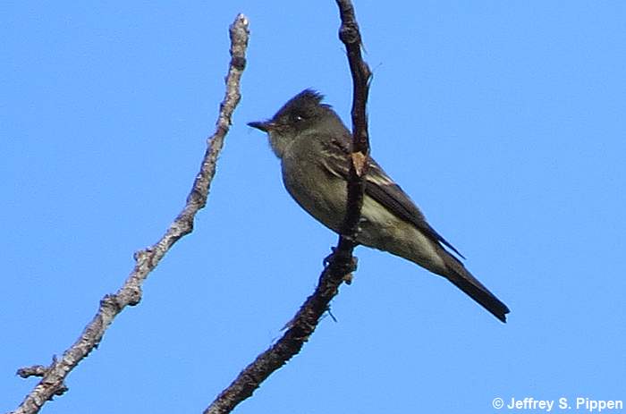 Western Wood-Pewee (Contopus sordidulus)