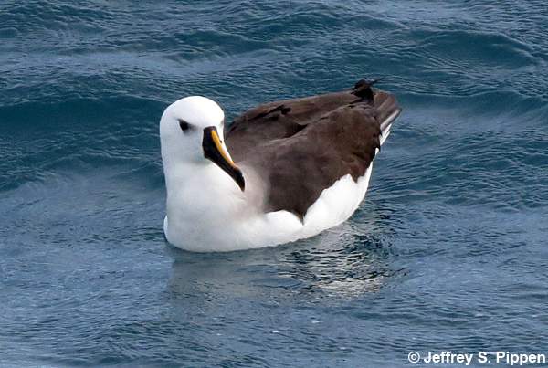 Yellow-nosed Albatross (Thalassarche chlororhynchos)