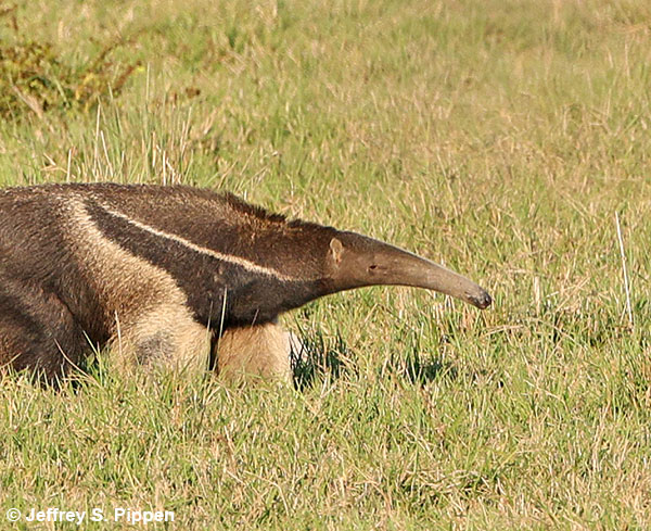 Brazil Mammals & Herps