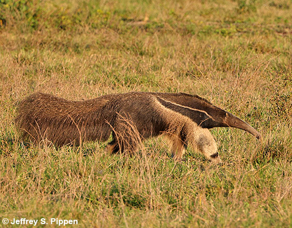 Brazil Mammals & Herps