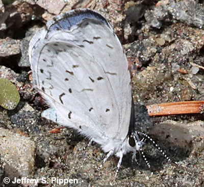 Appalachian Azure (Celastrina neglectamajor)