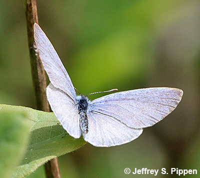 Appalachian Azure (Celastrina neglectamajor)