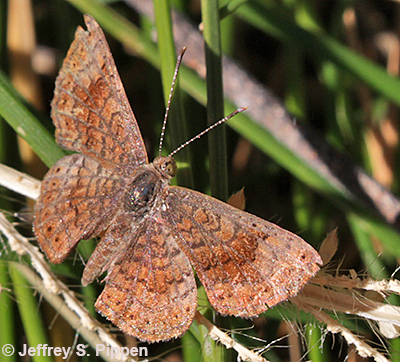 Arizona Metalmark (Calephelis arizonensis)