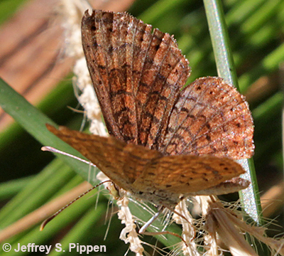 Arizona Metalmark (Calephelis arizonensis)