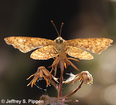 Arizona Metalmark (Calephelis arizonensis)