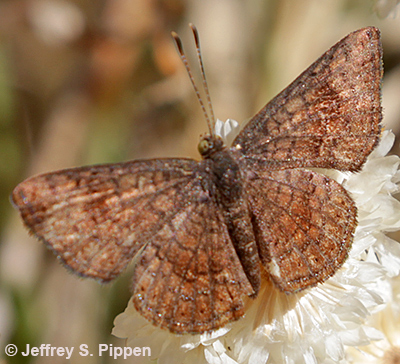 Arizona Metalmark (Calephelis arizonensis)