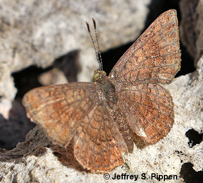 Arizona Metalmark (Calephelis arizonensis)