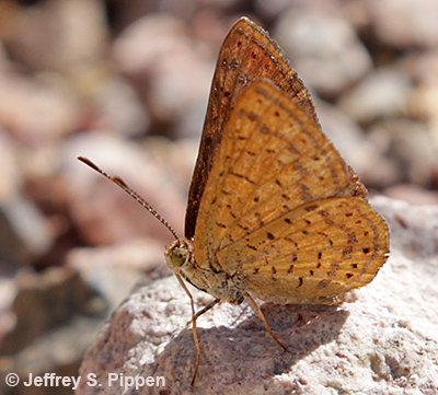 Arizona Metalmark (Calephelis arizonensis)
