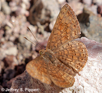 Arizona Metalmark (Calephelis arizonensis)
