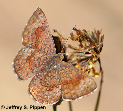 Arizona Metalmark (Calephelis arizonensis)