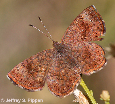 Arizona Metalmark (Calephelis arizonensis)