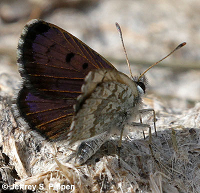 New Zealand Butterflies